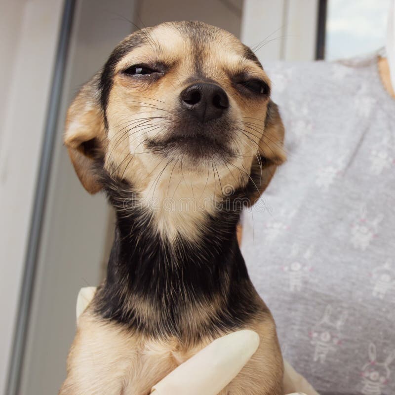 Cunning toy terrier stock photo. Image of look, animal - 167494700