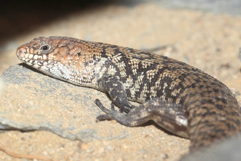 Cunningham skink stock image. Image of southeastern - 106841867