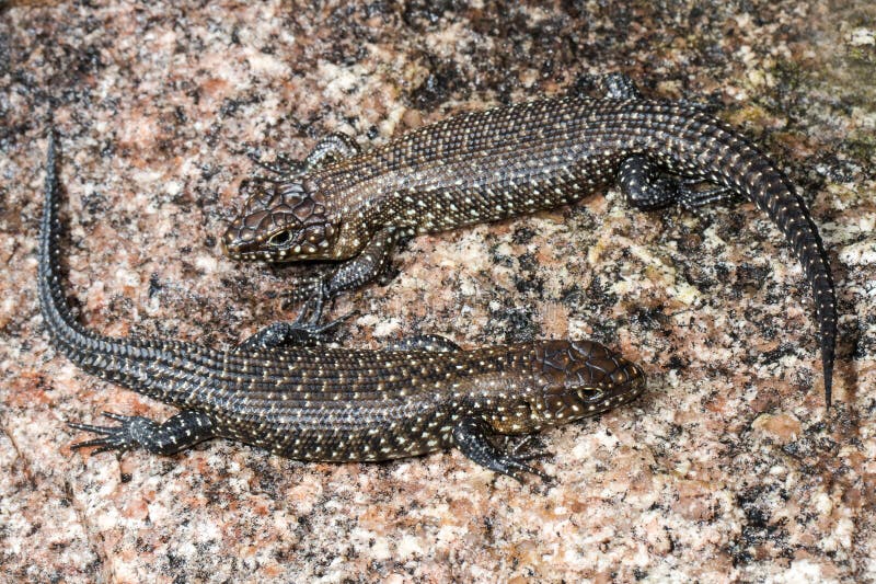 Cunningham Skink stock image. Image of egernia, lizard - 190506629