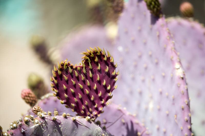 Cuore del cactus fotografia stock. Immagine di viola, tagliente - 5101678
