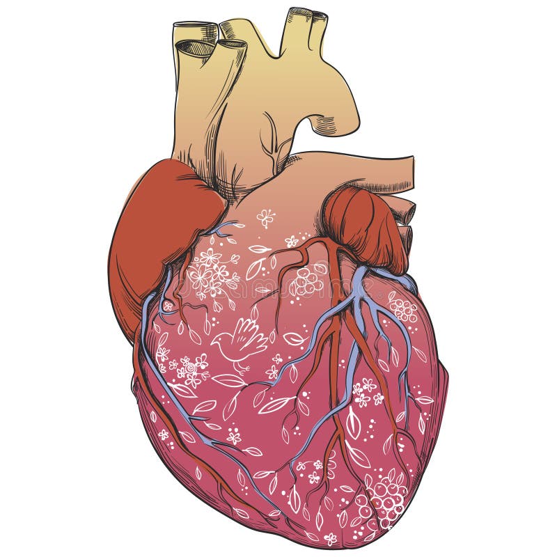 Cuore - Immagine Di Anatomia Illustrazione Vettoriale - Illustrazione ...