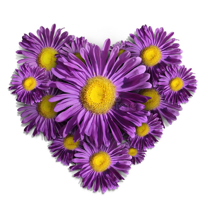 Cuore viola del fiore immagine stock. Immagine di crisantemo - 7515347
