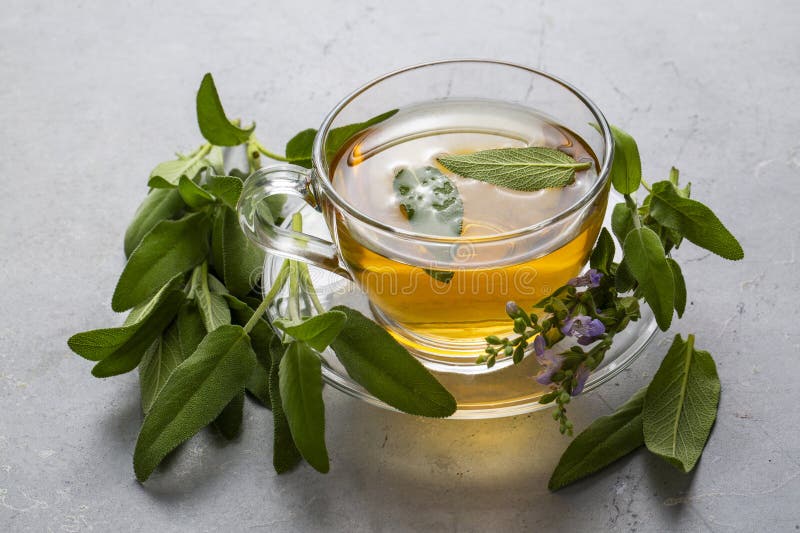 Cup of Aromatic Sage Tea and Fresh Leaves Stock Image - Image of green ...