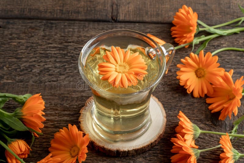 A Cup of Calendula Tea with Fresh Calendula Flowers Stock Image - Image ...