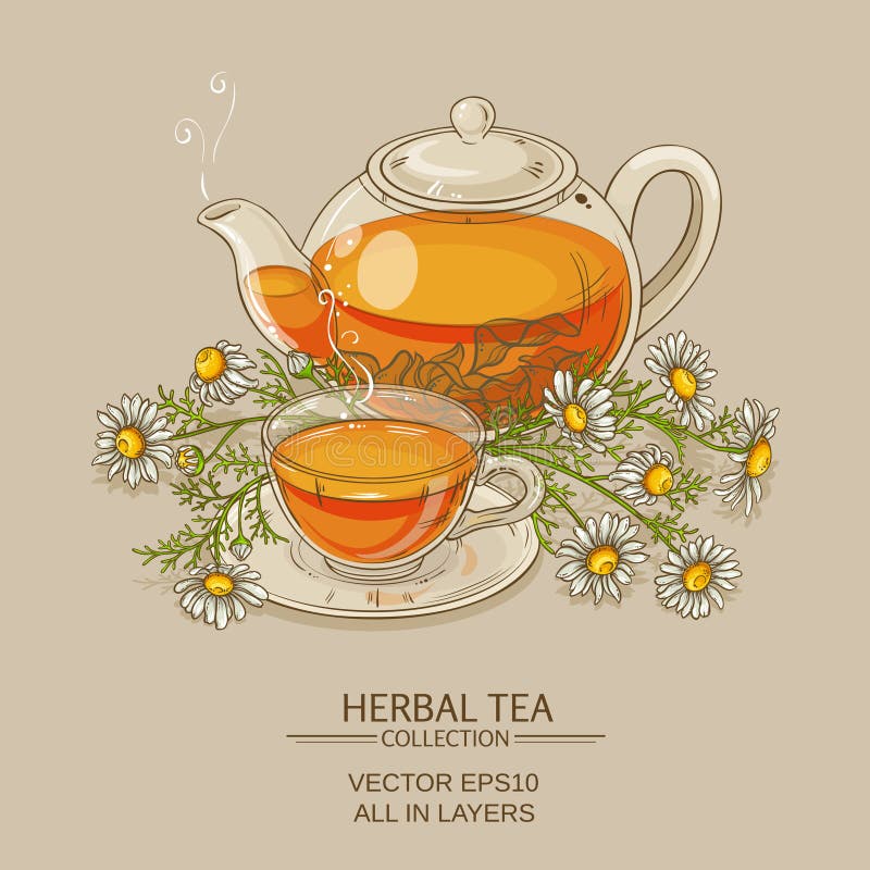 Chamomile tea illustration stock vector. Illustration of matricaria ...