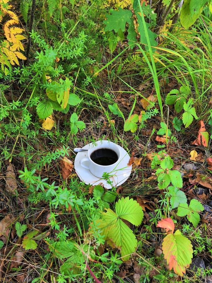 Cup of Coffee in the Forest Stock Image - Image of coffeecup, forest ...