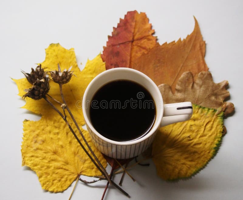 A cup of coffee and leaves stock photo. Image of nature - 131098660