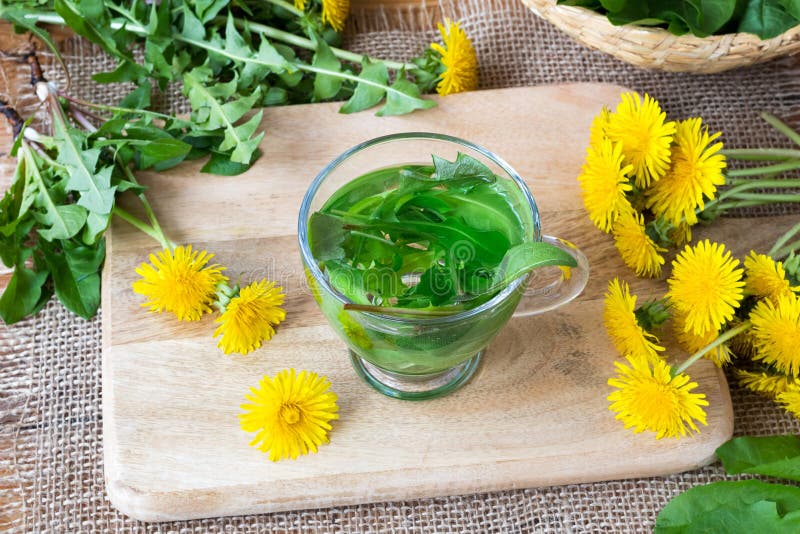 A Cup of Dandelion Tea from Fresh Leaves Stock Photo - Image of ...