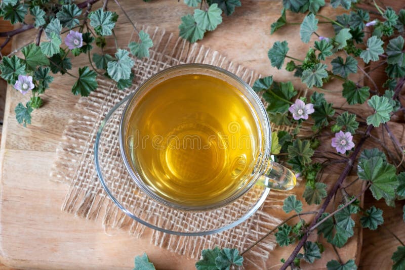 A Cup of Dwarf Mallow Tea and Blooming Plant Stock Photo - Image of ...