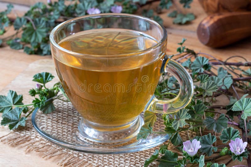 A Cup of Dwarf Mallow Tea with Fresh Blooming Dwarf Mallow Plant Stock ...