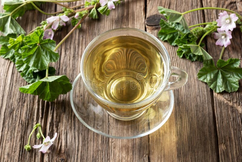 A Cup of Dwarf Mallow Tea with Fresh Blooming Dwarf Mallow Plant Stock ...