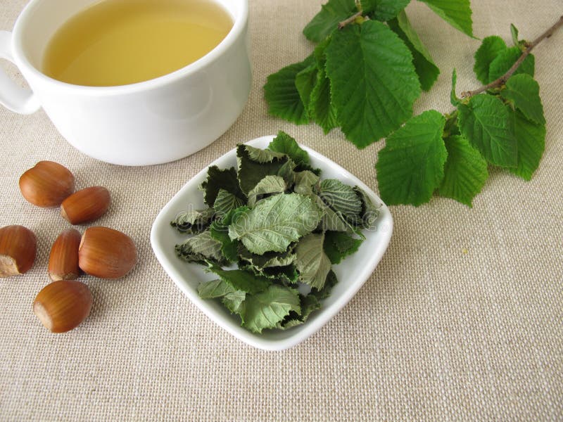 Hazelnut Leaves are Damaged by Parasites and Rot Diseases. Pests and ...