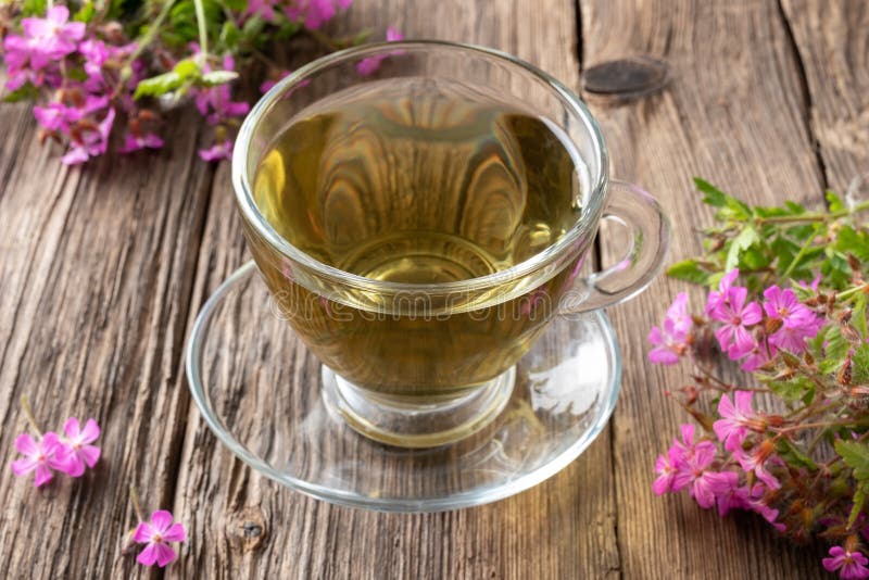 A Cup Of Herbal Tea With Fresh Herb Robert Plant Stock Image Image Of