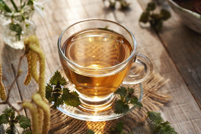 A Cup of Herbal Tea with Fresh Young Nettle Leaves Collected in Early ...