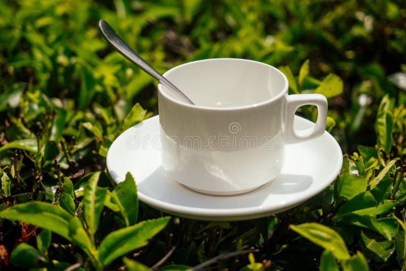 Cup of Indian Tea Plantations and Leafs in India Kerala Munnar Stock ...