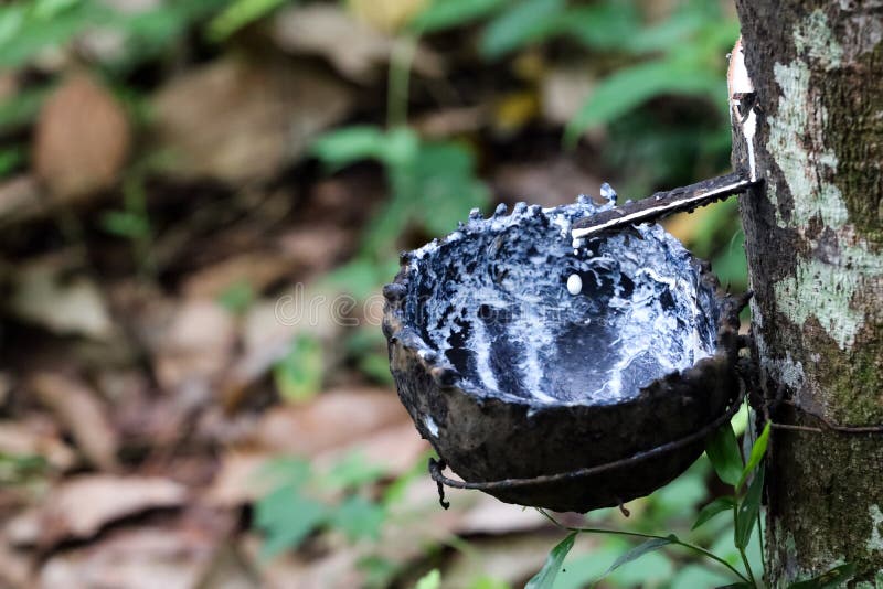 Cup for Latex on Rubber Trees in the Row for Rubber Tree Stock Image ...