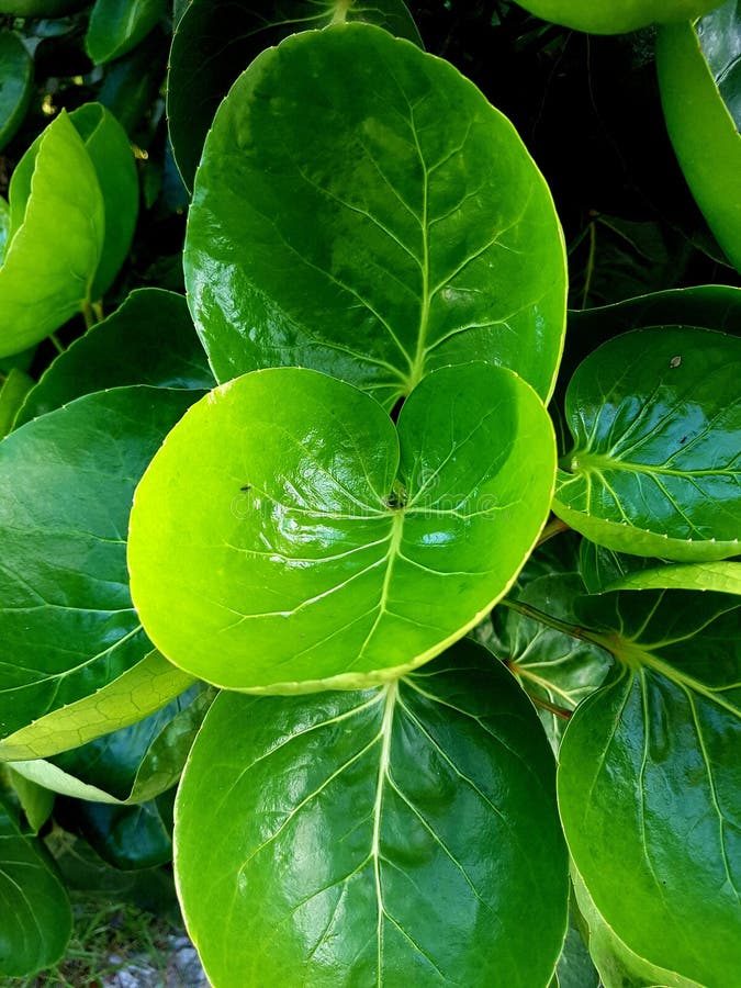 The cup leaves stock image. Image of branch, plant, tree - 194884787