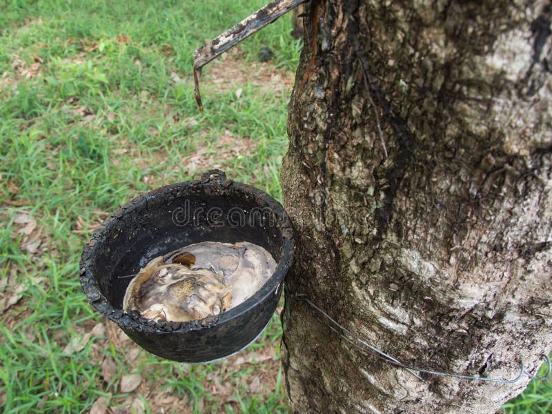 Cup Lump Rubber in Thailand Stock Image - Image of nature, natural ...