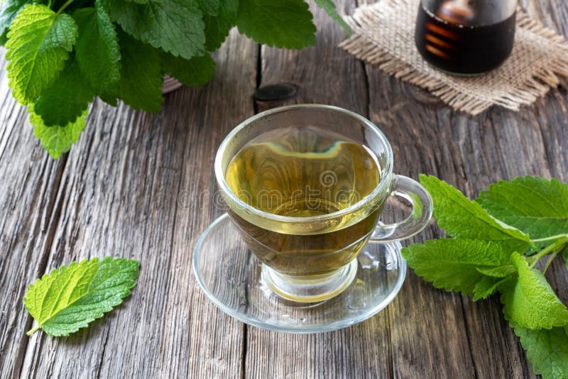 A Cup of Melissa Tea with Fresh Melissa Twigs Stock Image - Image of ...