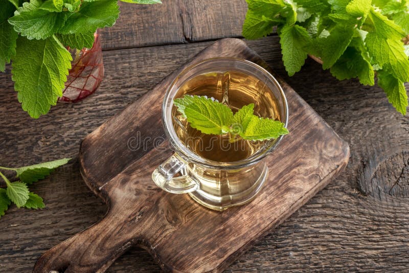 A Cup of Melissa Tea with Fresh Melissa Twigs Stock Photo - Image of ...