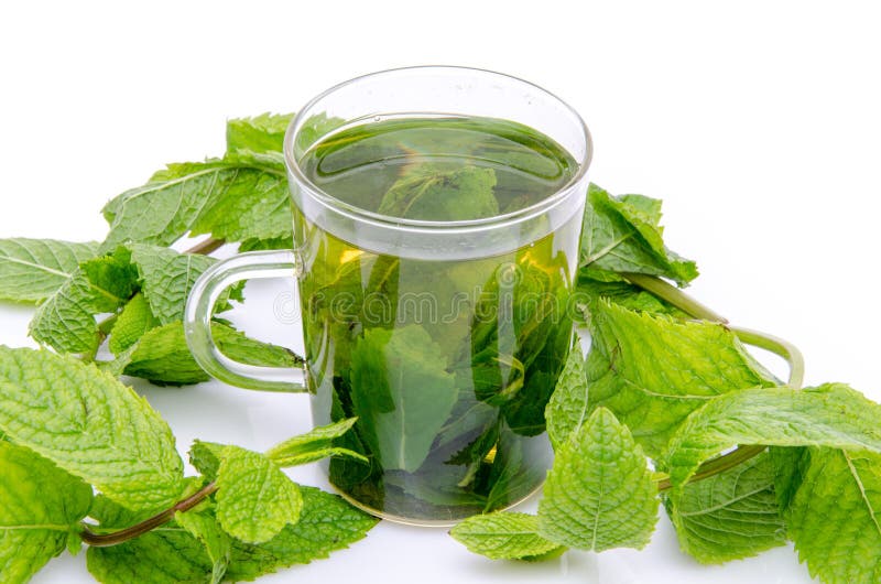 Cup of Mint Tea in the Middle of Fresh Mint Stock Photo - Image of ...