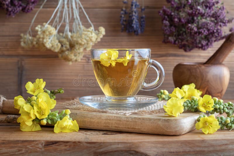 A Cup of Mullein Tea with Fresh Mullein Flowers Stock Photo - Image of ...