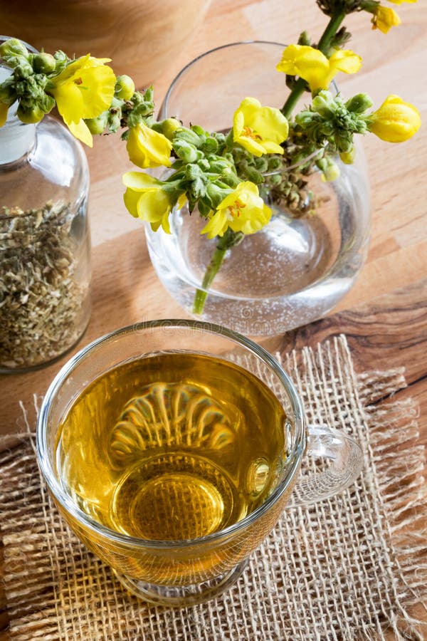 A Cup of Mullein Tea with Fresh Mullein Flowers Stock Photo - Image of ...