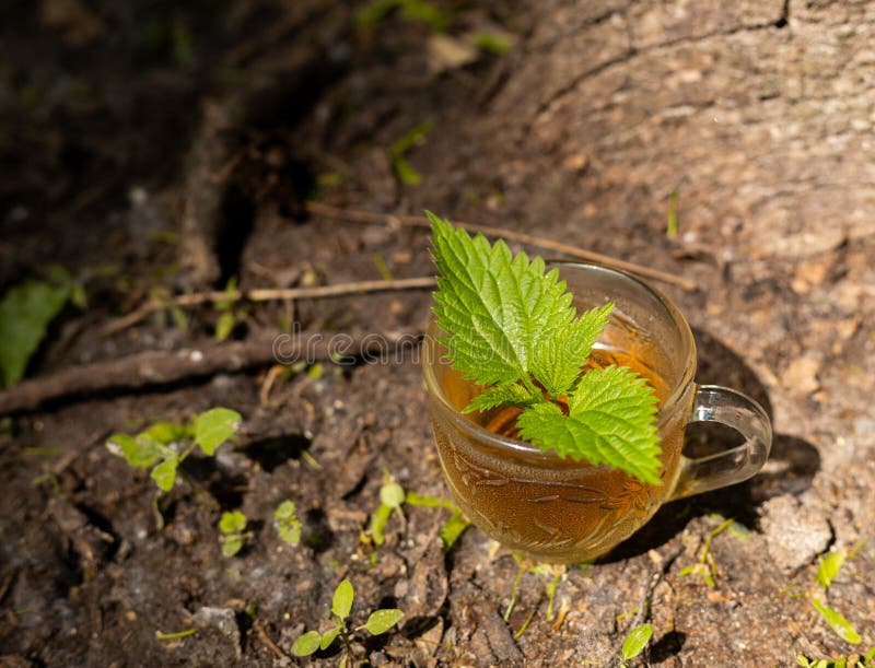 A Cup of Nettle Tea in Forest Near a Tree Stock Photo - Image of ...