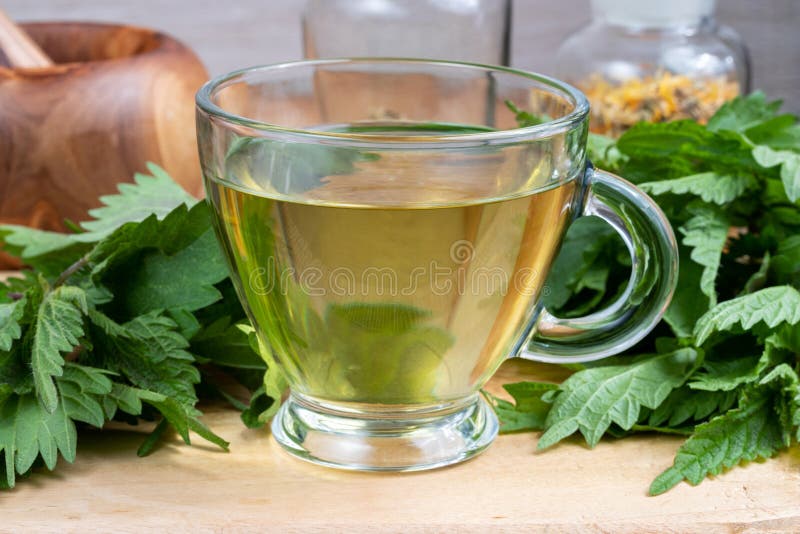 A Cup of Nettle Tea with Fresh Plant Stock Image - Image of food, green ...