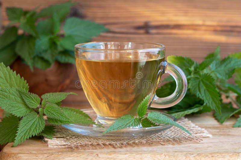A Cup of Nettle Tea with Fresh Stinging Nettles Stock Photo - Image of ...