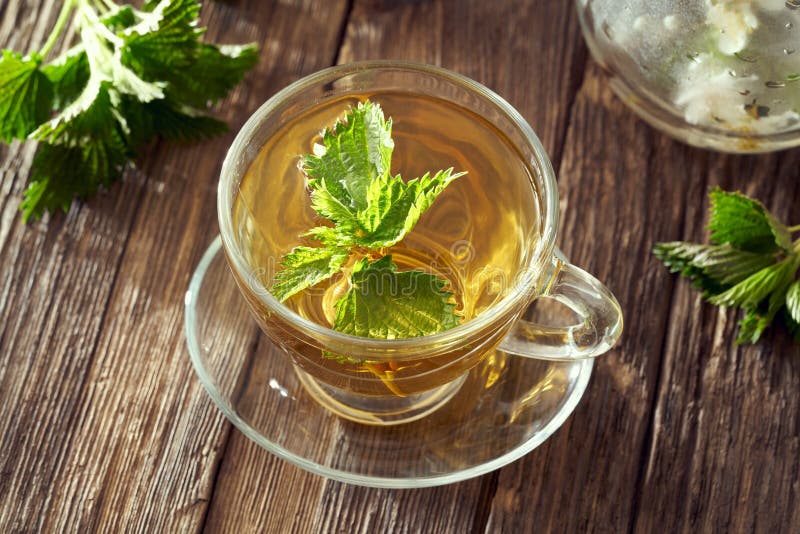 A Cup of Nettle Tea with Fresh Stinging Nettles. Herbal Medicine Stock ...