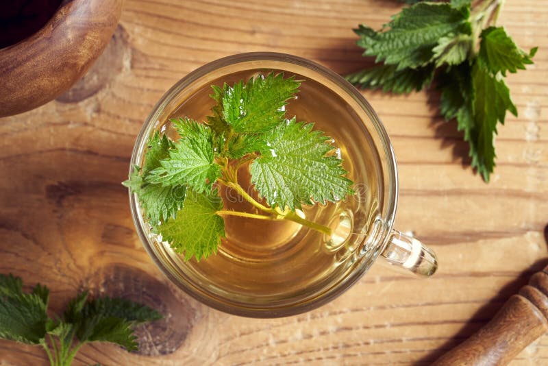 A Cup of Herbal Tea Made from Nettles - Medicinal Plants Stock Image ...