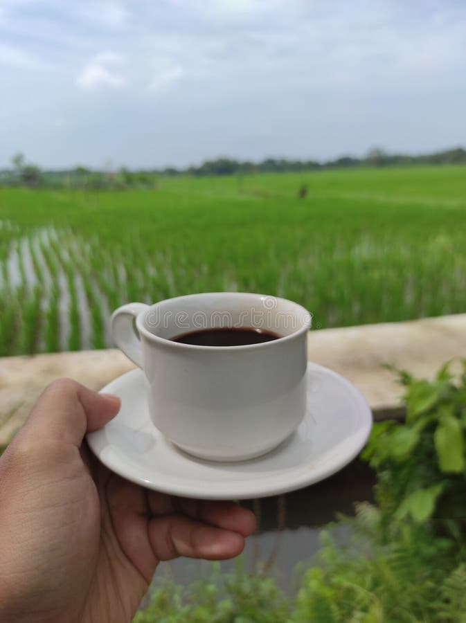 A Cup Off Coffee Overlooking the Rice Fields in Bali Stock Photo ...
