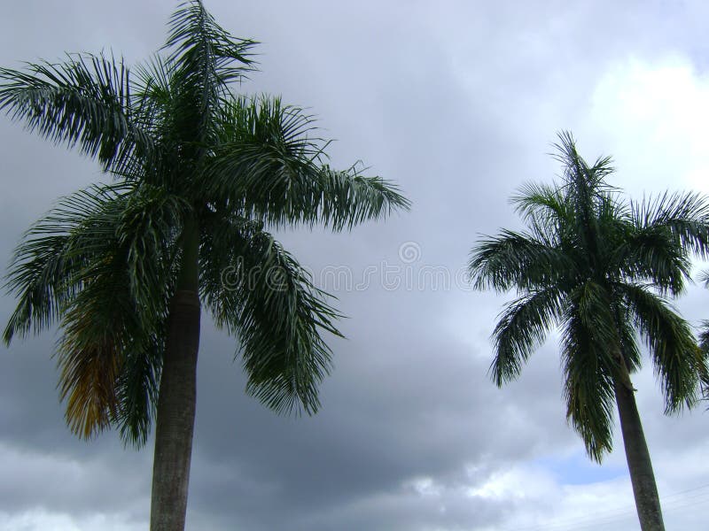 Double Palm Trees, Underneath the Cloudy Sky, Form a Beautiful Picture ...