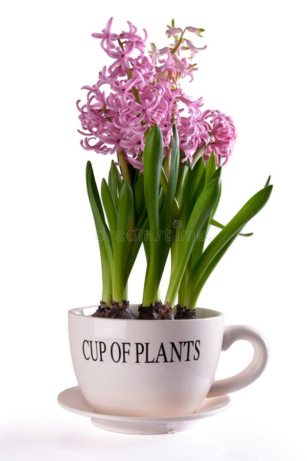 Cup of plants stock image. Image of composition, hearts - 12945371
