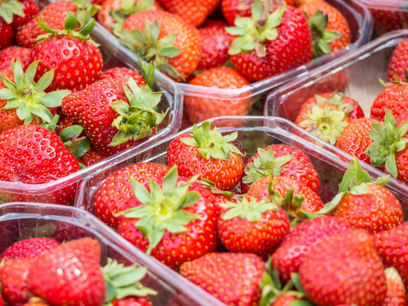 Cup of strawberries stock image. Image of shell, berry - 193716517