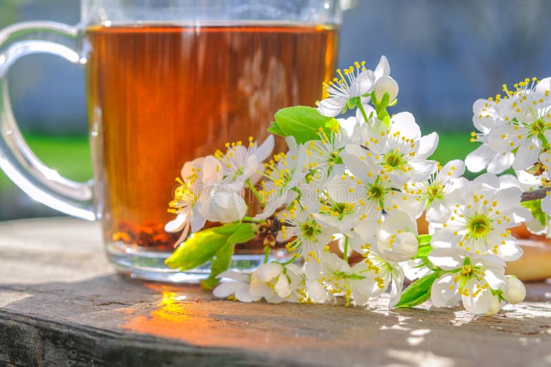 Cup of Tea and Apple Tree Flowers Outdoor in Spring Morning Stock Image ...