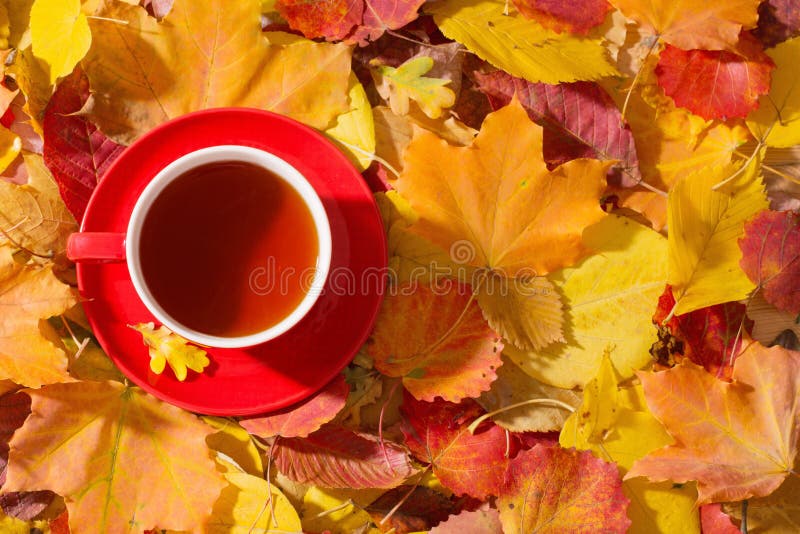 Cup of Tea on Background Autumn Leaves Stock Photo - Image of closeup ...