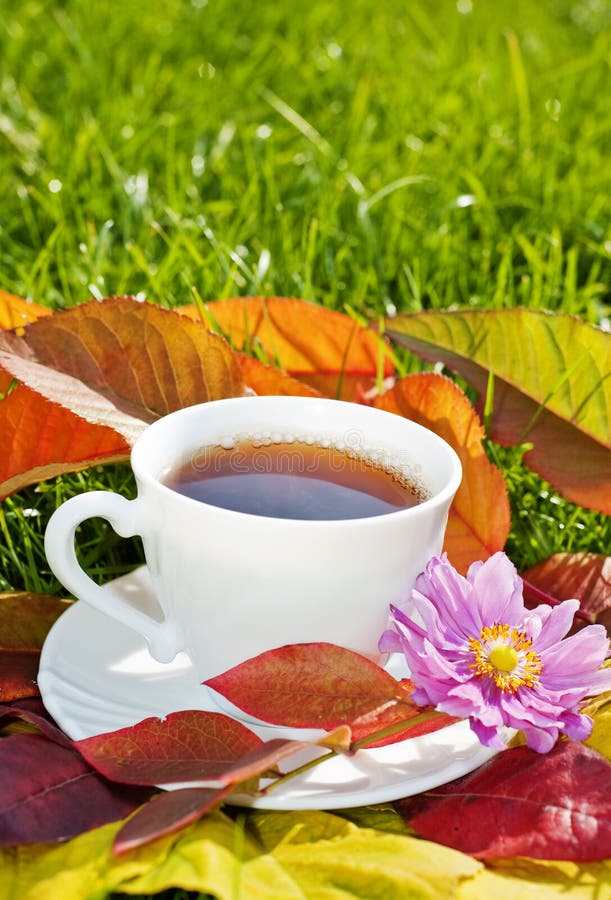 Cup of tea in fall garden stock photo. Image of foliage - 16469340