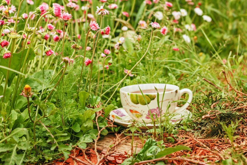 Cup of tea in grass stock image. Image of lawn, tasty - 10350843