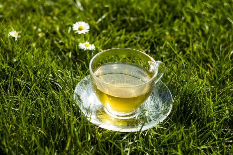 Cup of Tea in the Grass on Sunny Day Stock Photo - Image of daisies ...