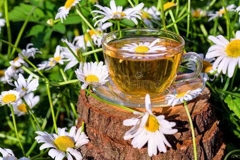 Cup of Tea Standing on a Wooden Surface, in the Colors of a White Daisy ...