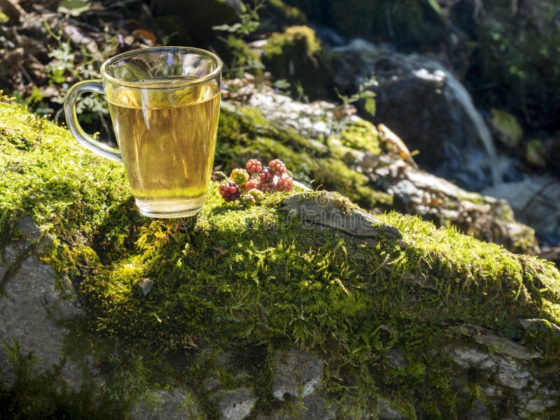 Cup of Tea on Stump in the Forest, Forest Ripe Wild Berry and White ...