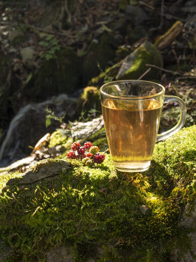 Cup of Tea on Stump in the Forest, Forest Ripe Wild Berry and White ...