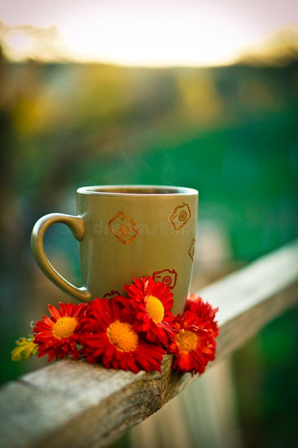 Cup of tea at sunset stock photo. Image of chrysanthemum - 47199732