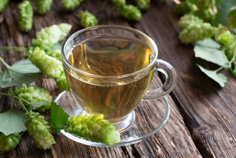 A Cup of Tea with Wild Hops Stock Photo - Image of medicine, hops ...