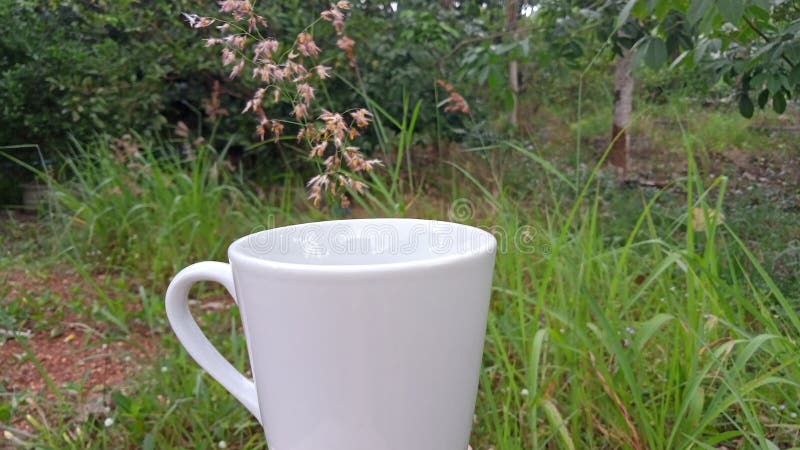 Cup and tree stock image. Image of meadow, nature, beautiful - 225987797