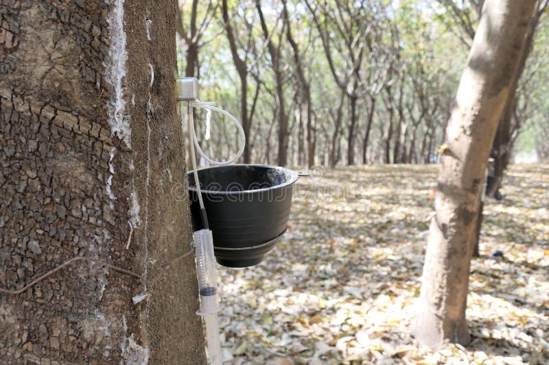 Cup Waiting To Receive Rubber from the Tree Stock Photo - Image of ...