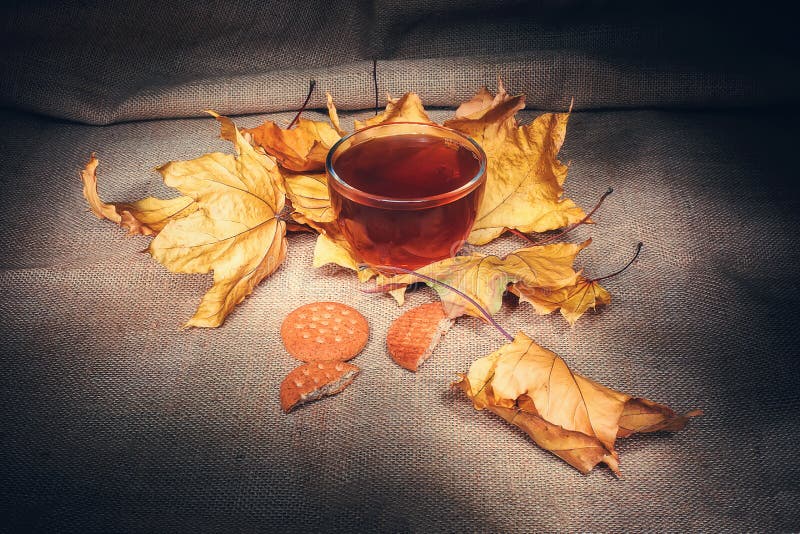Cup of Warm Tea in Autumn Vintage Stock Image - Image of liquid ...