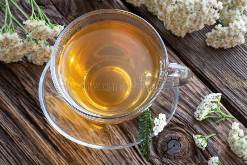 A Cup of Yarrow Tea with Blooming Yarrow Plant Stock Photo - Image of ...